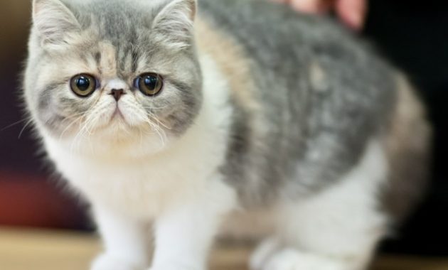 10 Rekomendasi Cathouse Favorit di Palembang Untuk Adopsi Kucing Ras ...